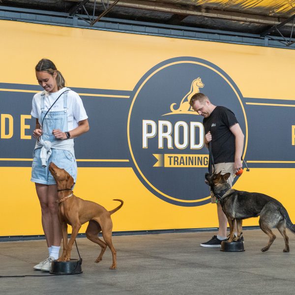 Home - Pro Dog Training