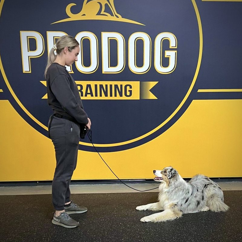 Home - Pro Dog Training